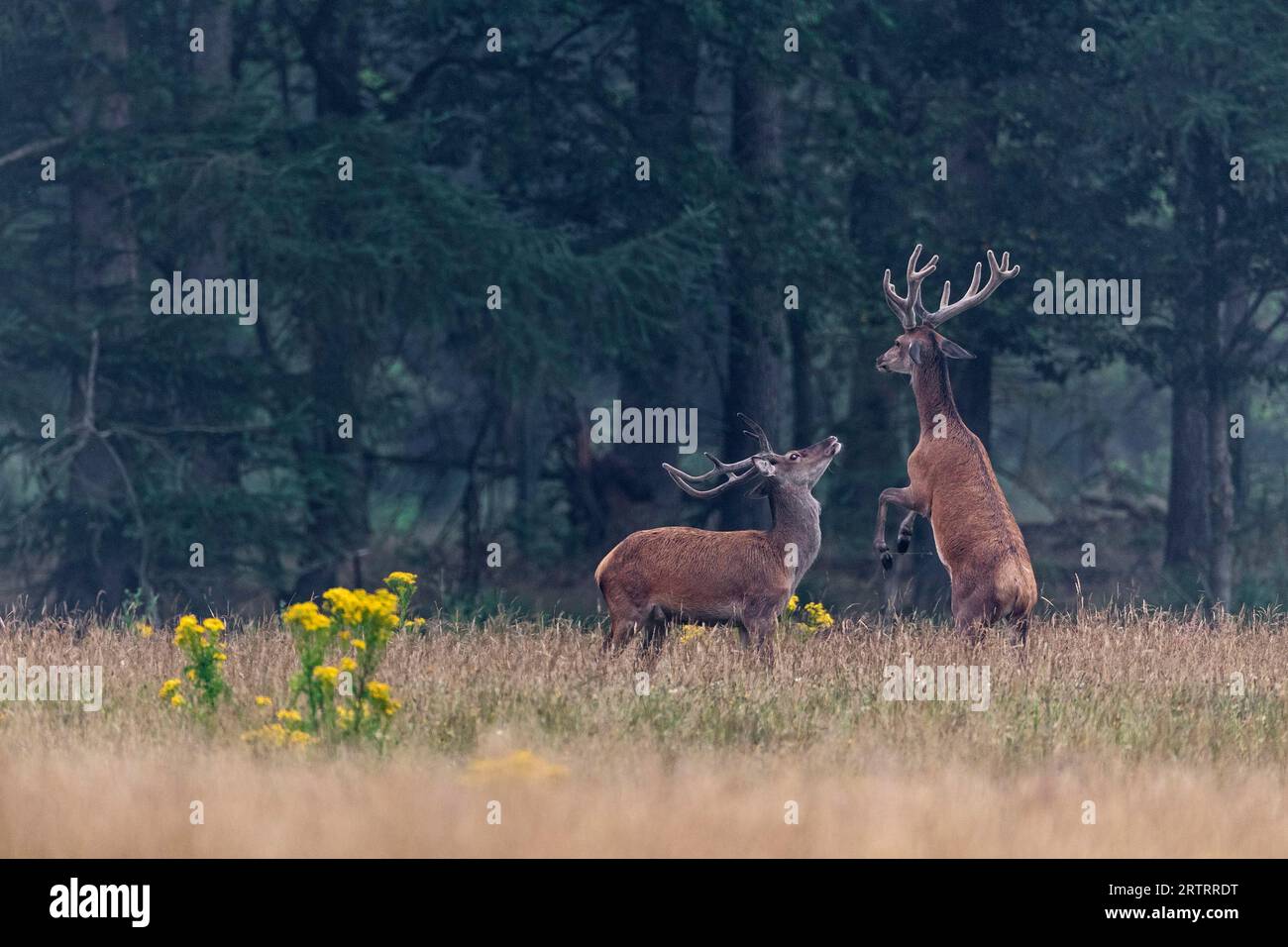 The male red deer (Cervus elaphus) live in separate herds outside the ...