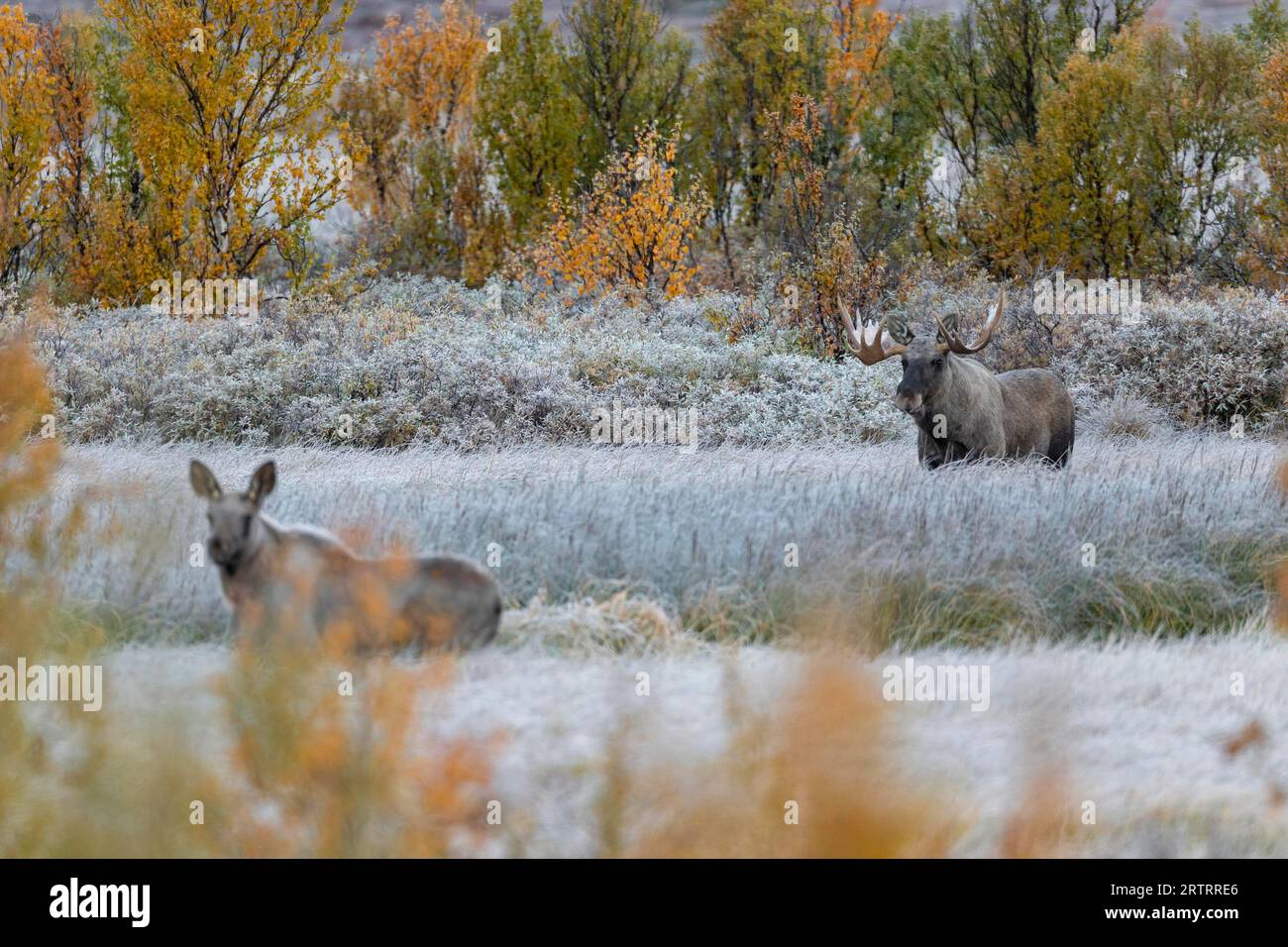 From mid-September, the bull elk start looking for females ready to ...