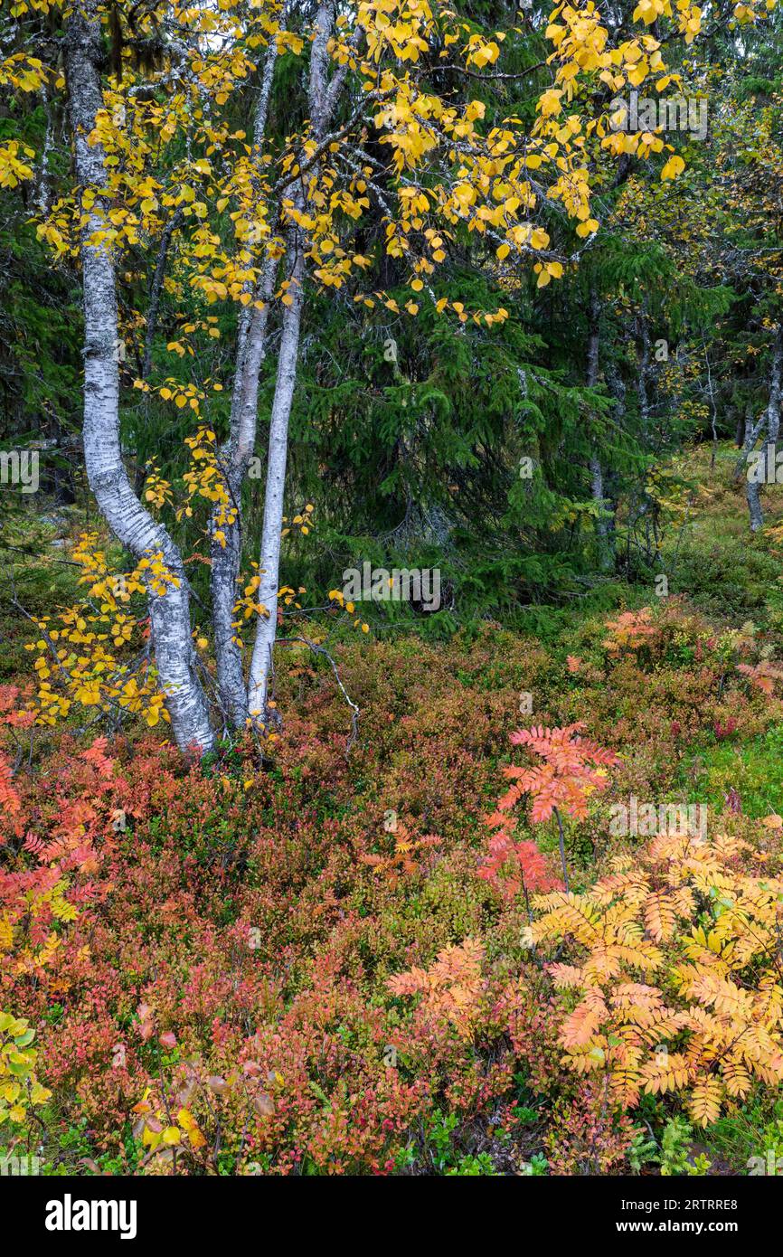 Taiga fall color hi-res stock photography and images - Alamy