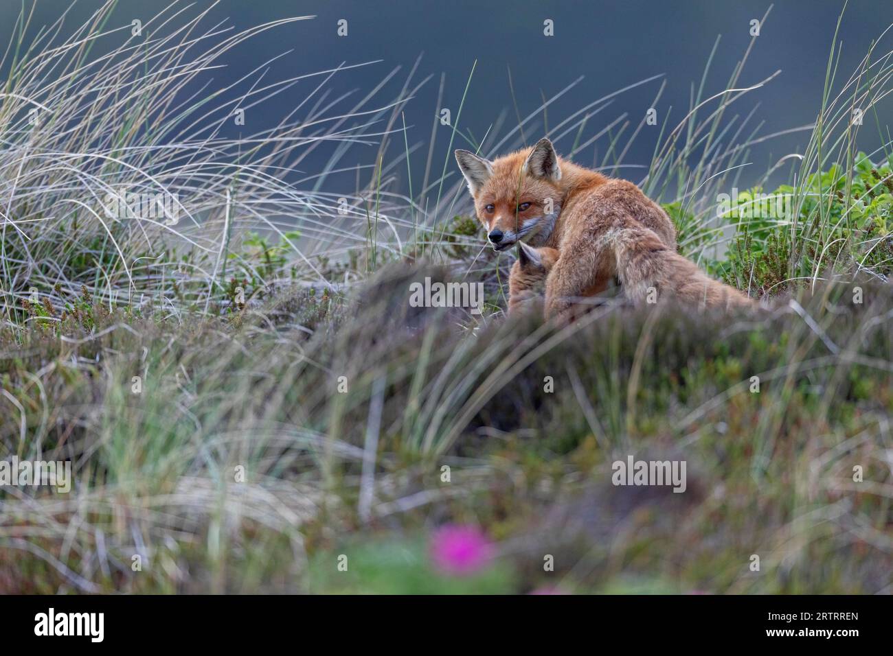 A pup can be clearly seen on the teat of the red fox (Vulpes vulpes), a ...