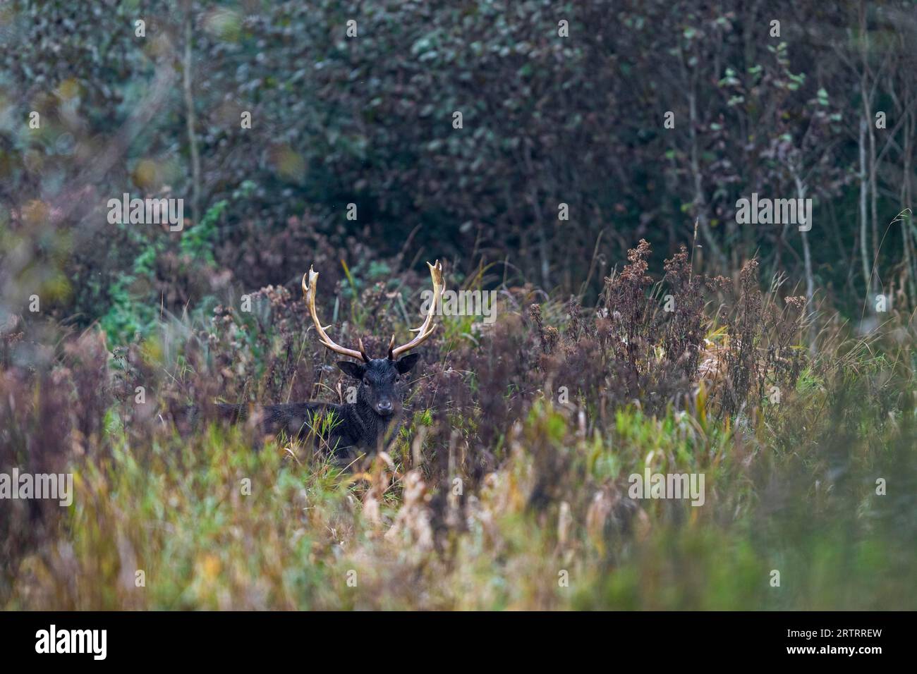 Black buck deer hi-res stock photography and images - Alamy