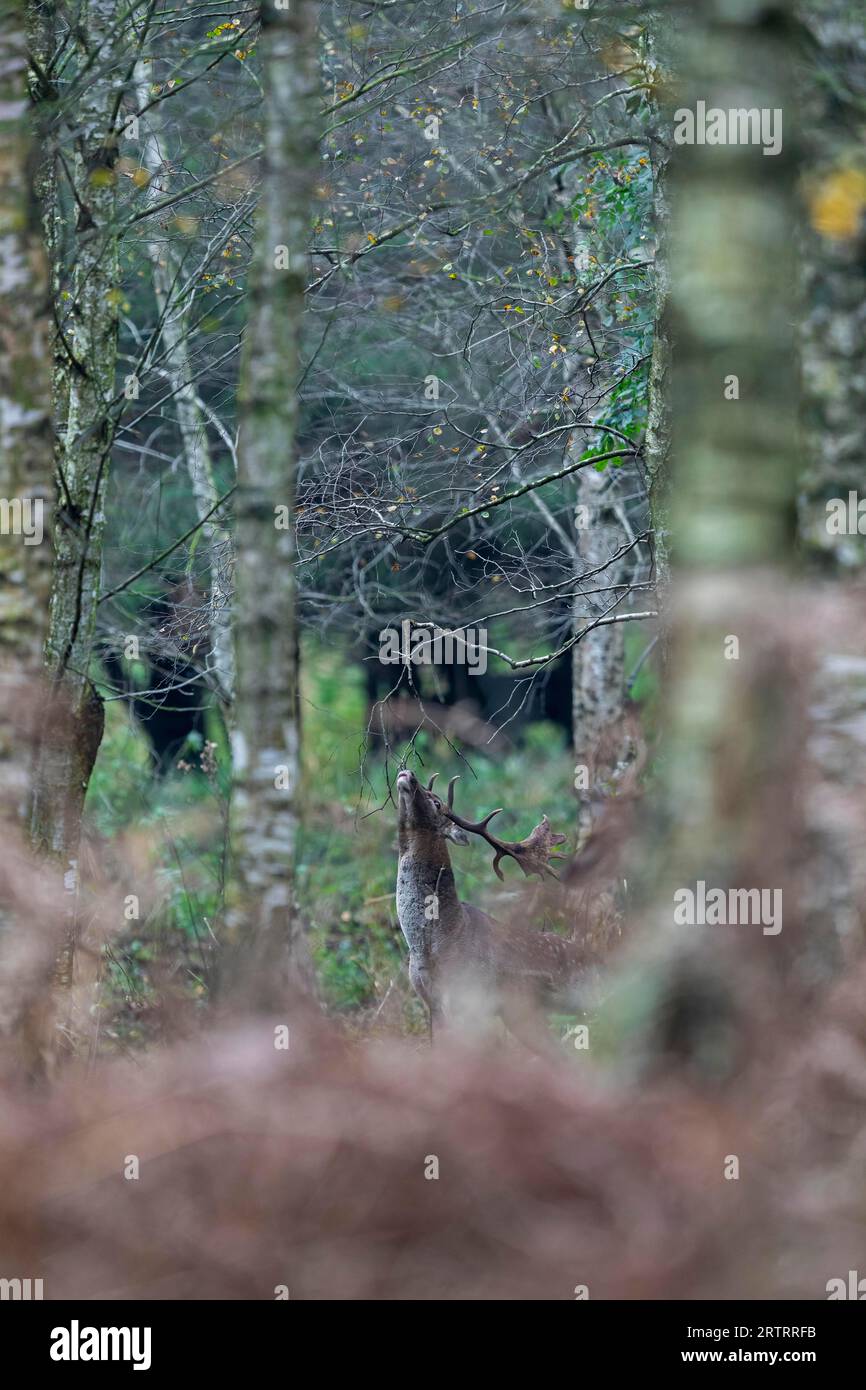 A fallow deer (Dama dama) on the hard-to-see rutting ground, Fallow ...