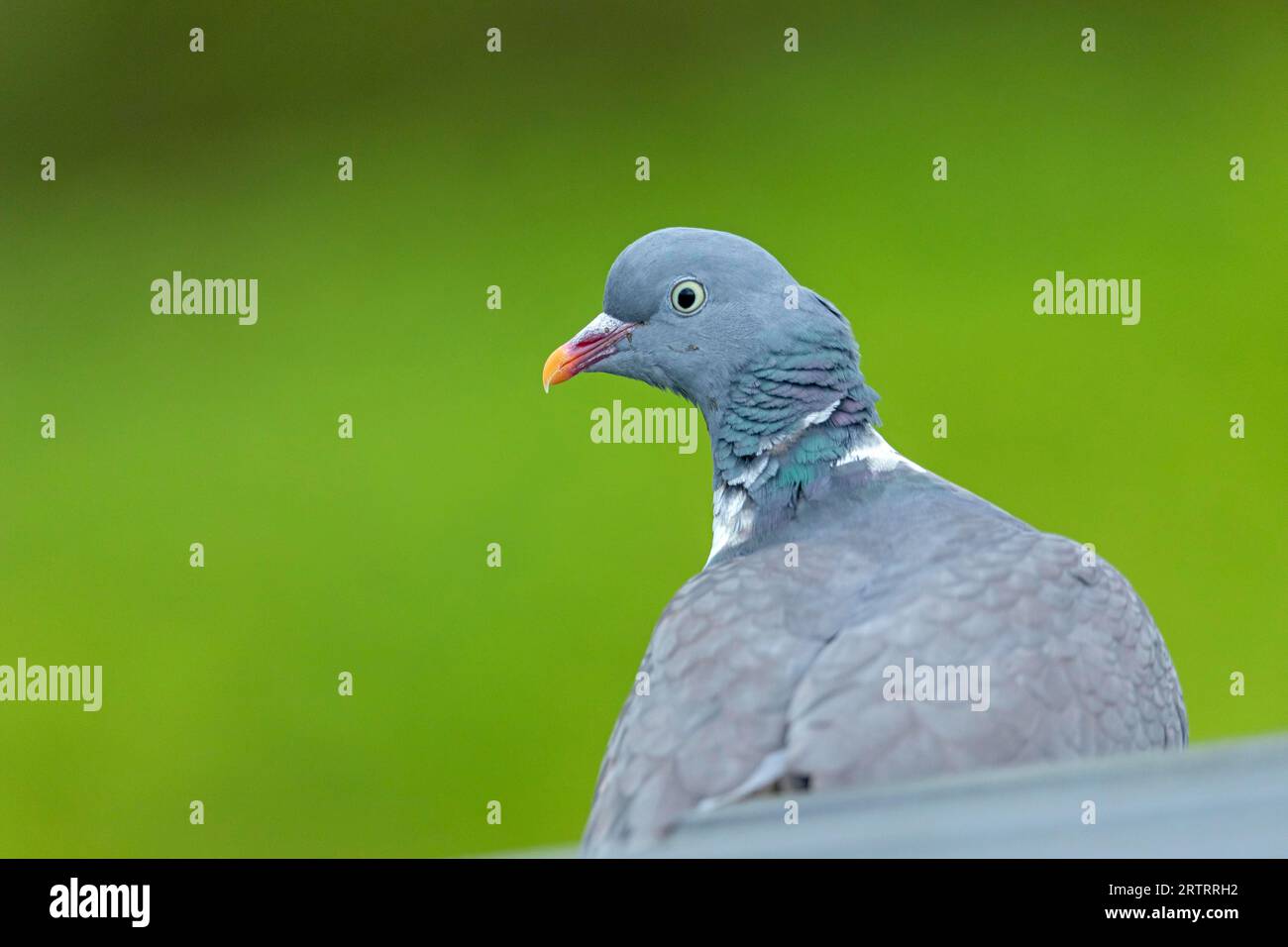 Only a portrait photo shows the colourful plumage of the Common Wood ...