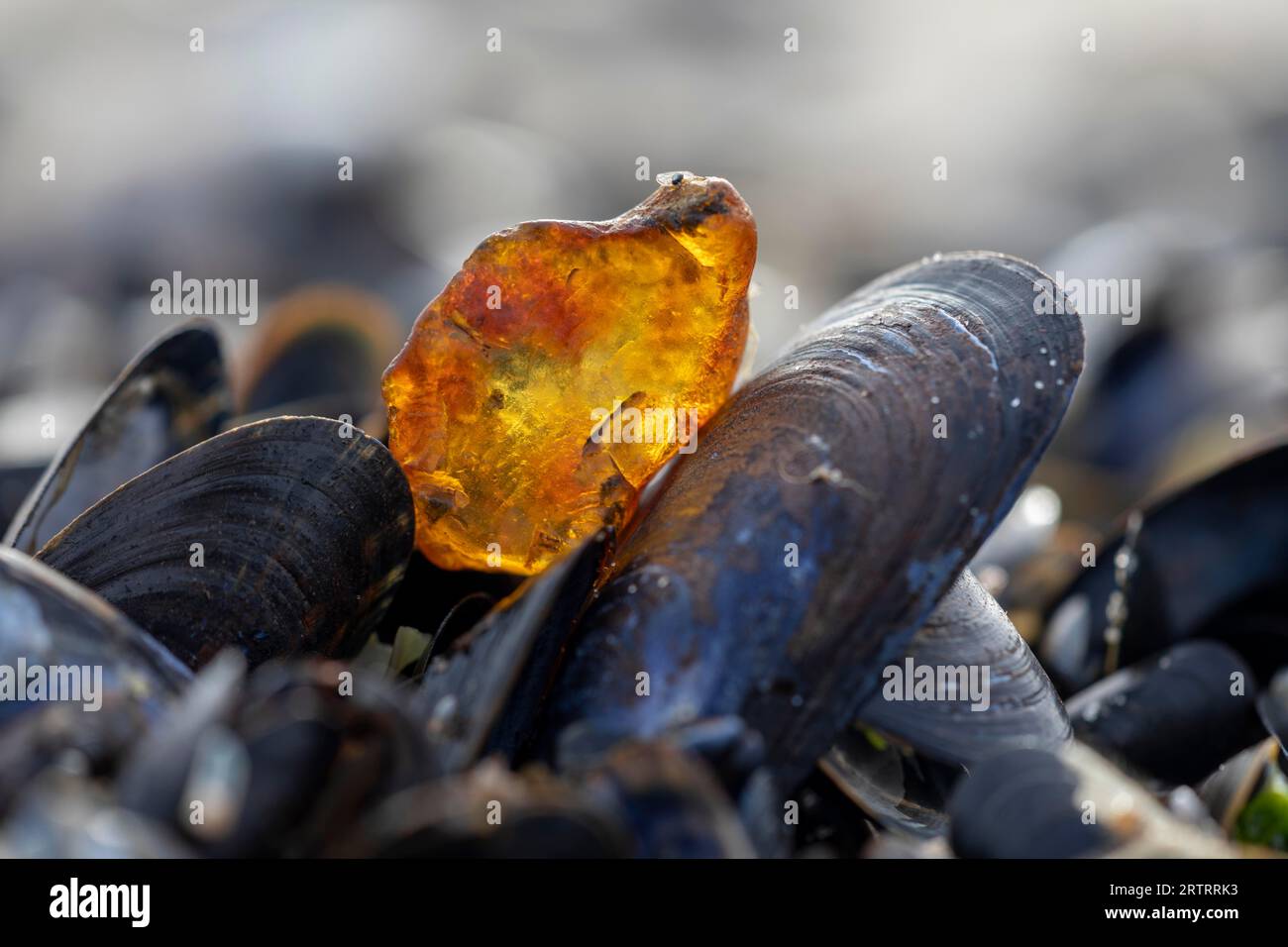 Amber on the beach, Amber on the beach Stock Photo - Alamy