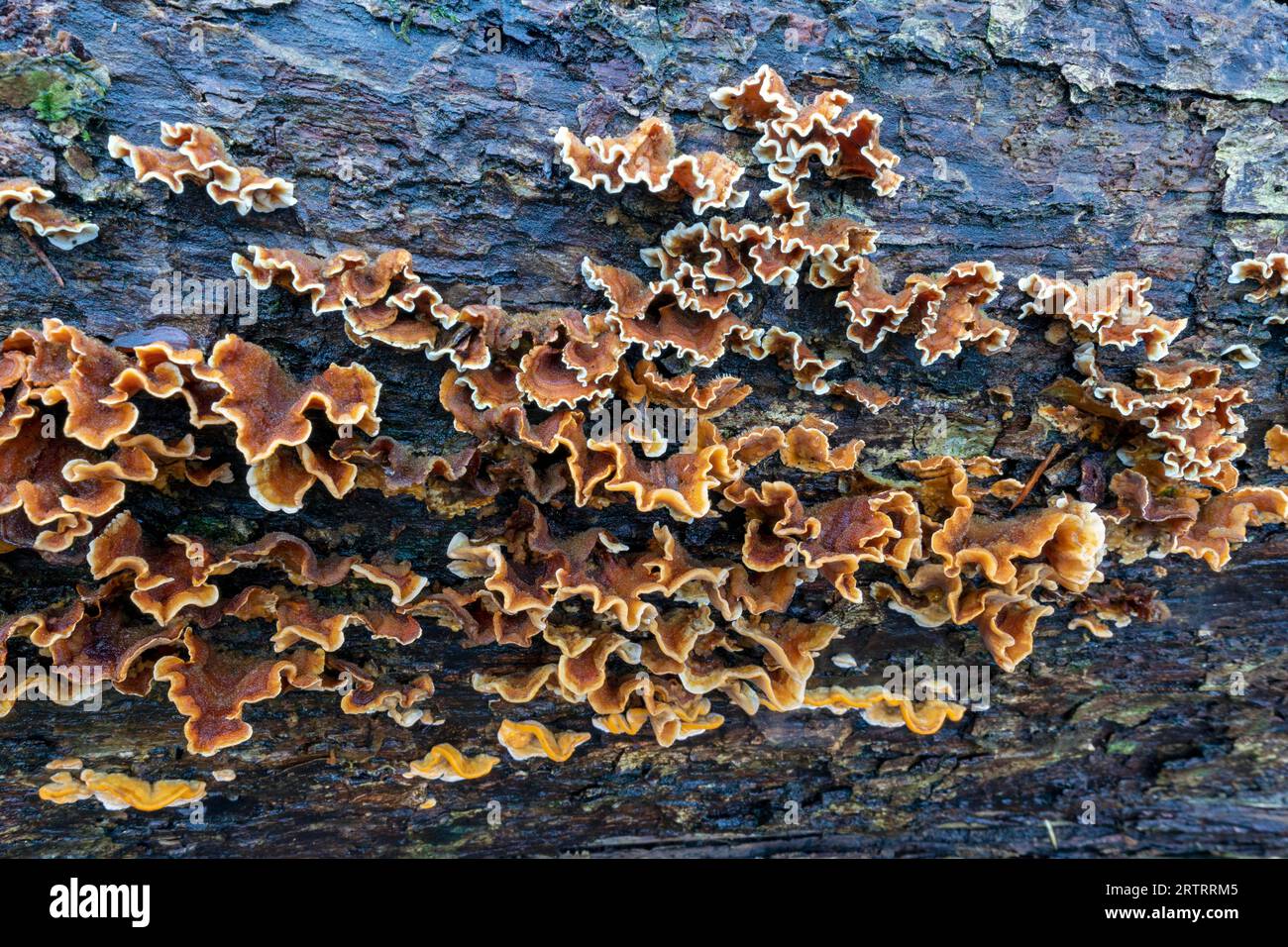 Hairy (stereum), Hairy Curtain Crust (Stereum hirsutum Stock Photo - Alamy