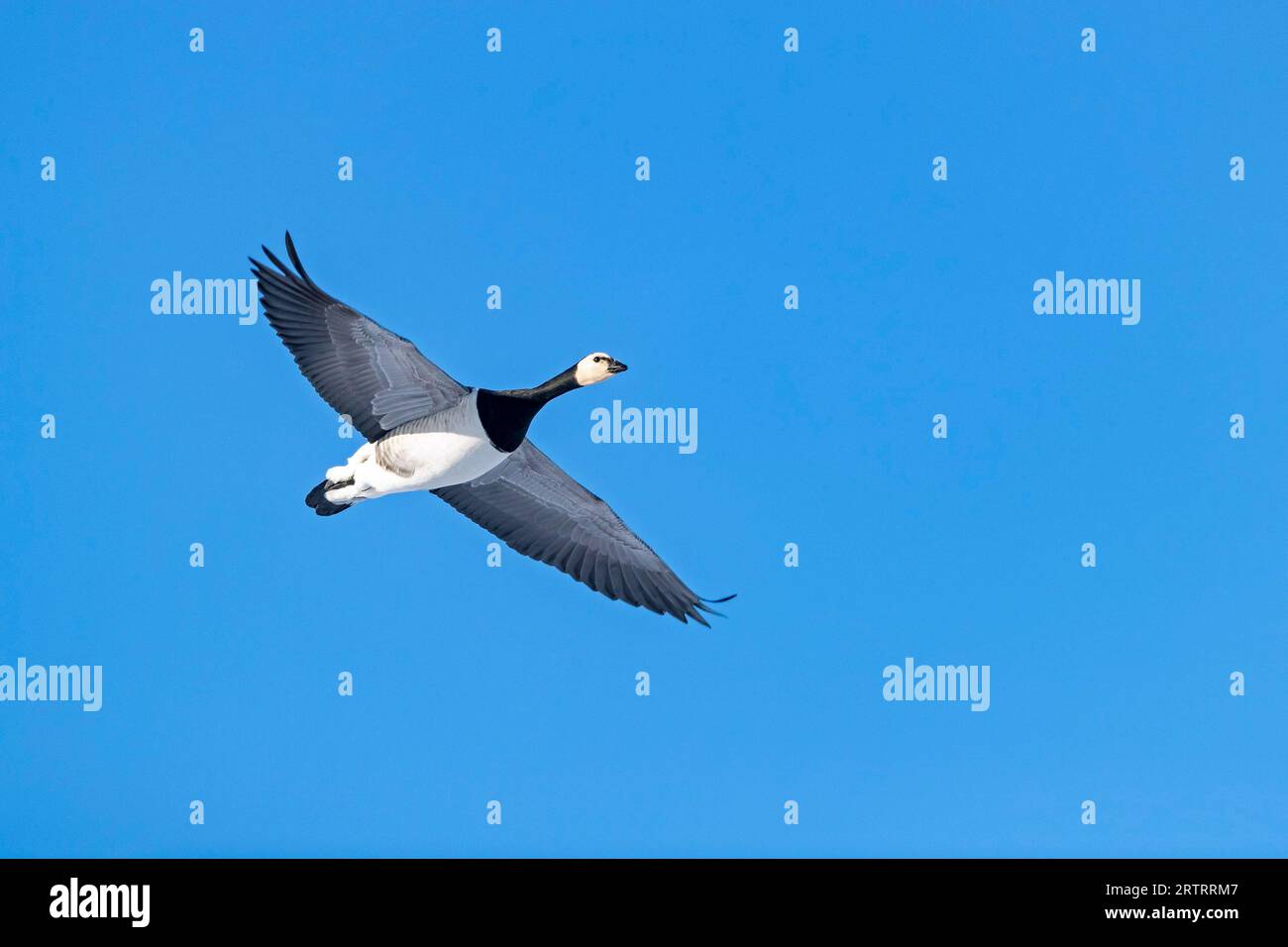 Close-up of a Barnacle Goose (Branta leucopsis) in flight, Close-up of ...