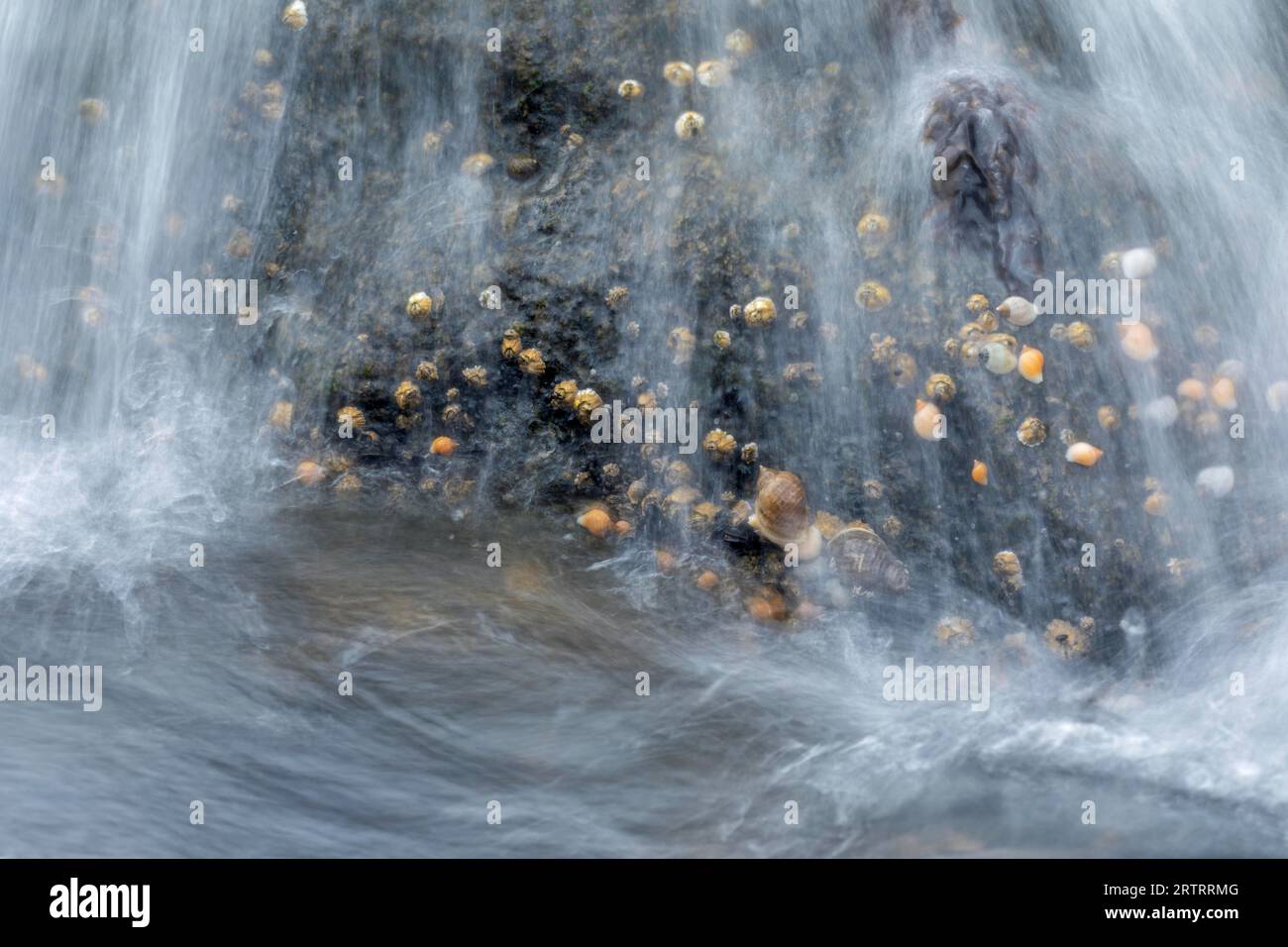 Dog whelks and Common Barnacles are washed over by the ocean water in ...