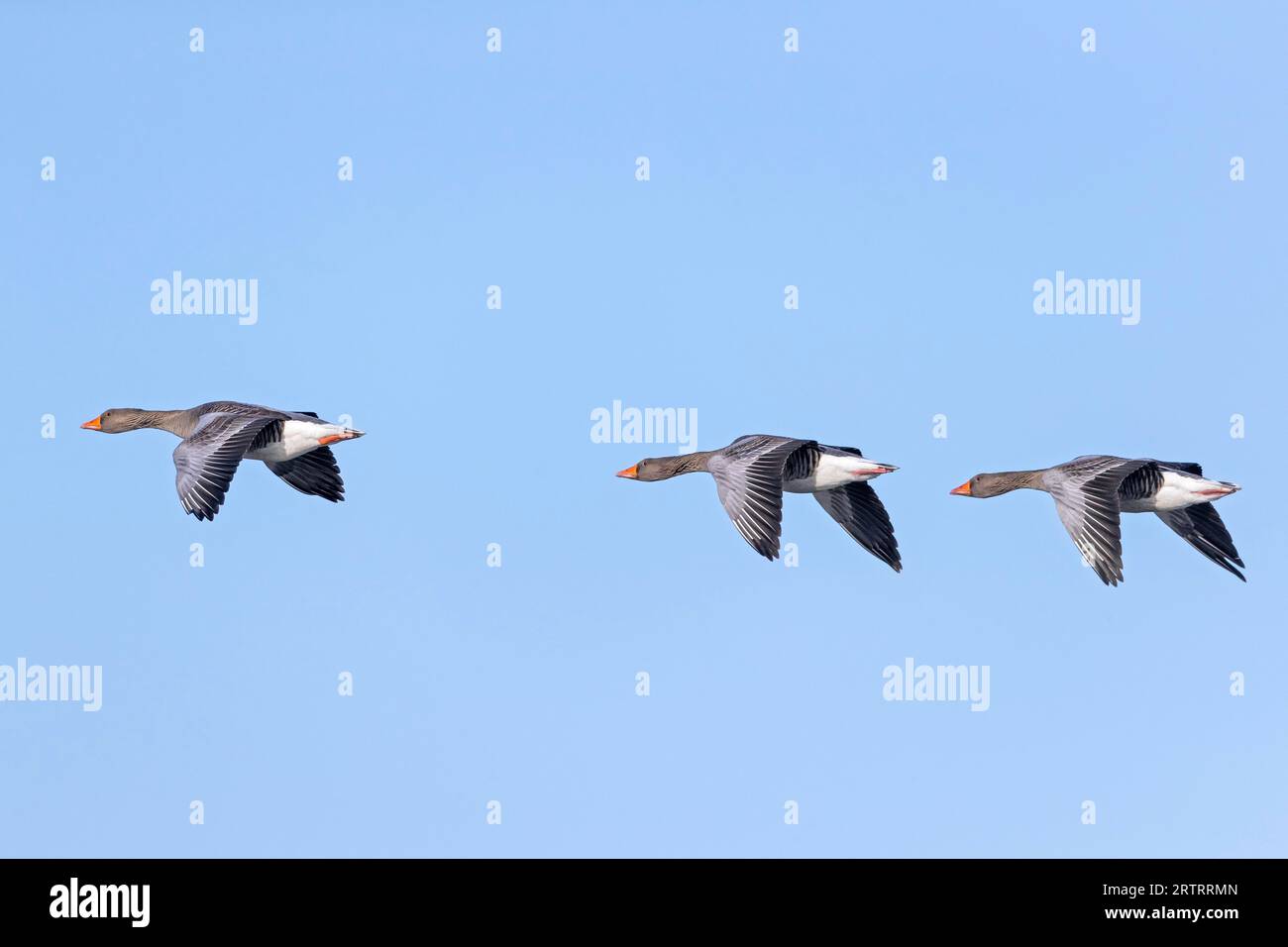 Greylag Geese can in exceptional cases reach an age of up to 17 years ...