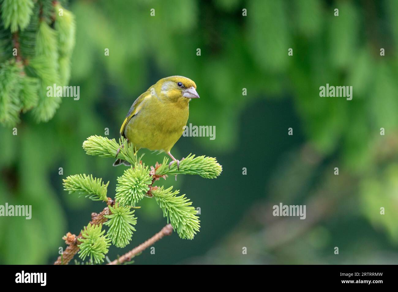 For a bird species belonging to the finch family, the European ...
