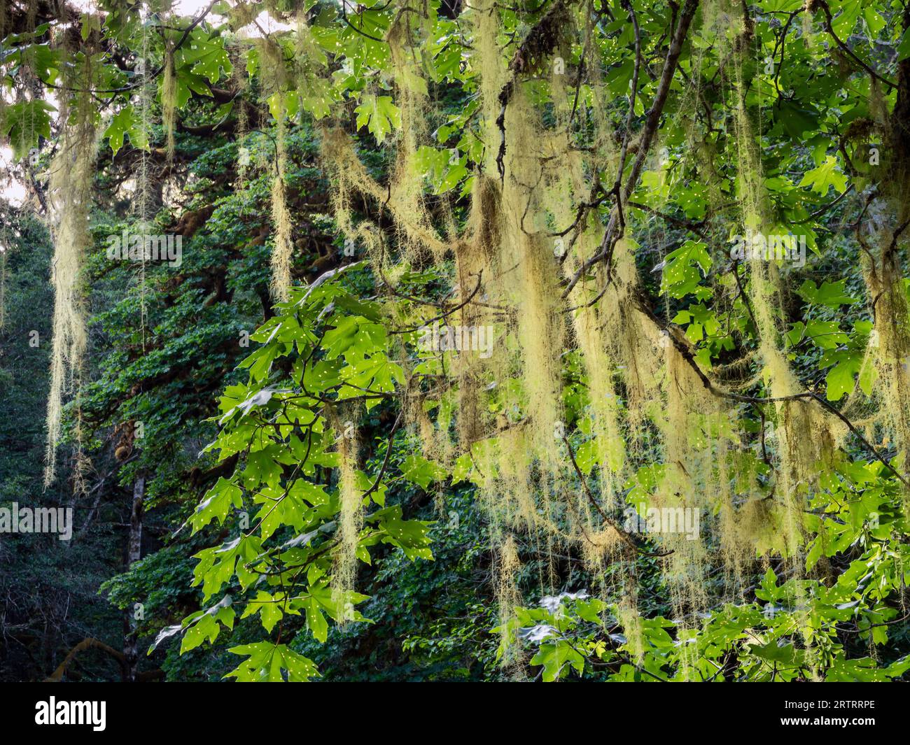 WA23649-00...WASHINGTON - LIchen covered branches of the Big Leaf Maple ...