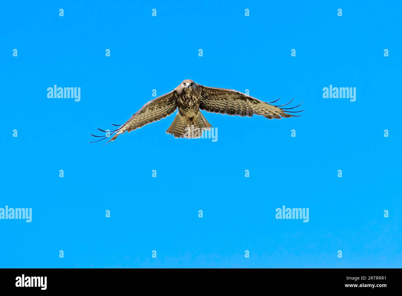 Common buzzard in flight hi-res stock photography and images - Alamy