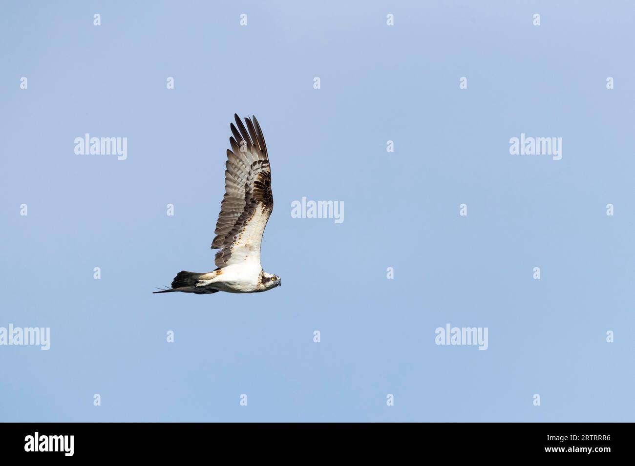 Osprey hunting, Osprey hunts for fish in Upper Lusatia, Pandion ...