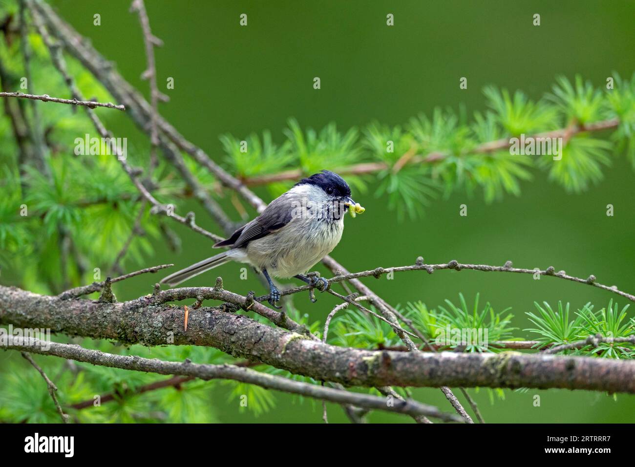 Marsh Tit (Poecile palustris) with food for the chicks at the nesting ...