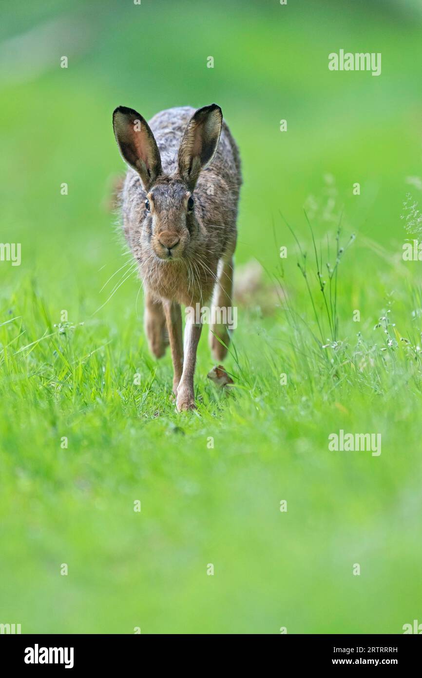 European hare (Lepus europaeus) hopping on a forest path, European Hare ...