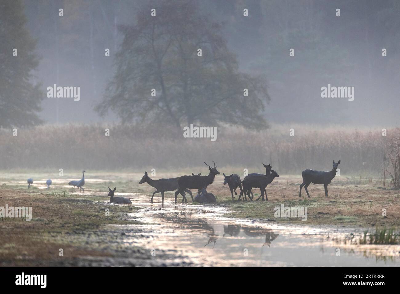 Red deer (Cervus elaphus) wallows at pondside, Red Deer herd wallows at ...