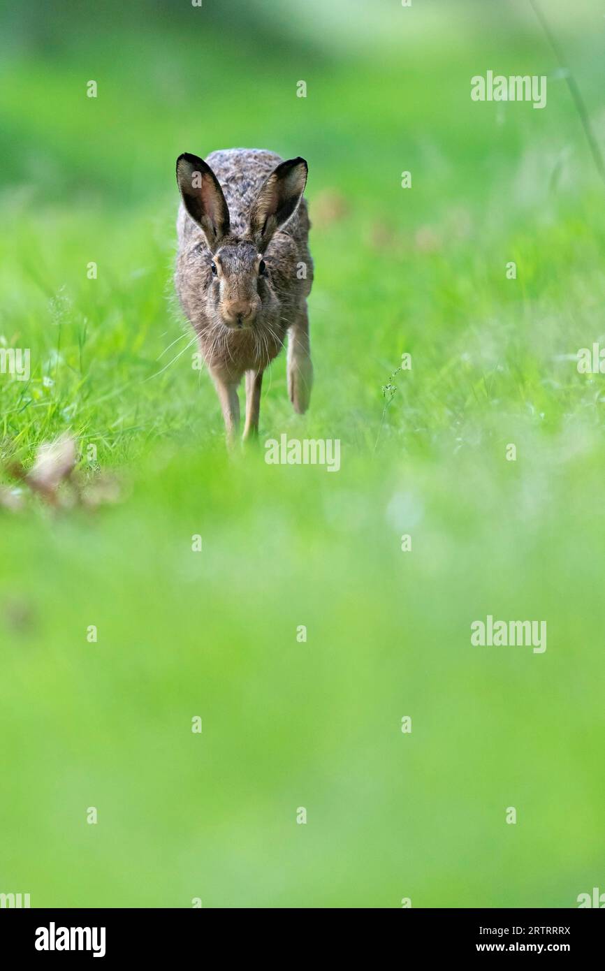 European hare (Lepus europaeus) hopping on a forest path, European Hare ...