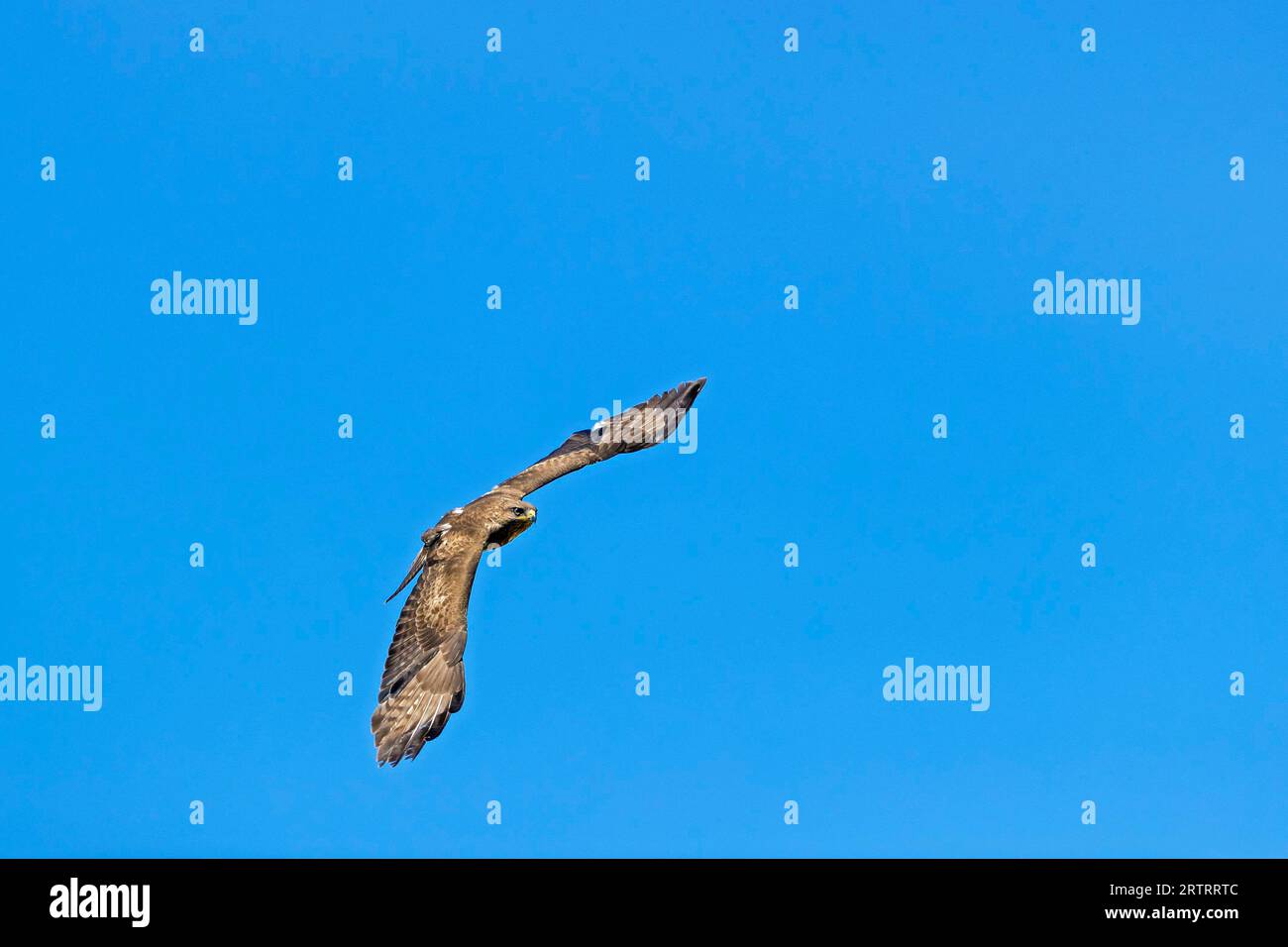 Common buzzard in flight hi-res stock photography and images - Alamy