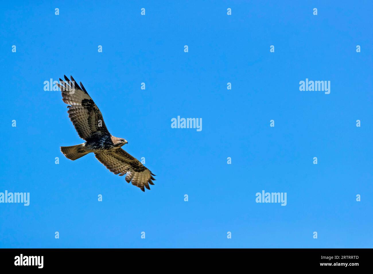 Common steppe buzzard (Buteo buteo) in flight, Common Buzzard in flight ...