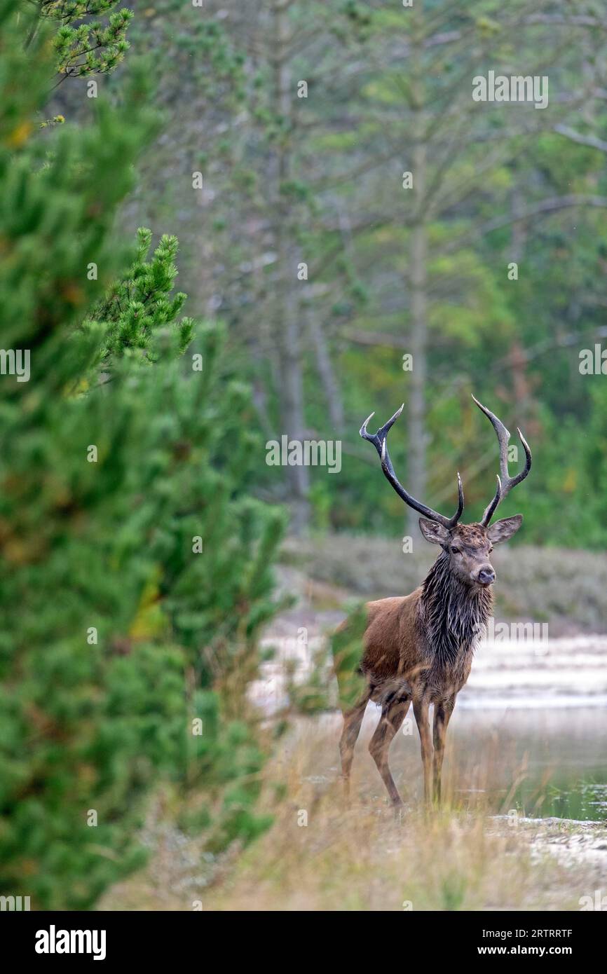 Rothirsch in Daenemark, Red Deer (Cervus elaphus) stag in Denmark Stock ...
