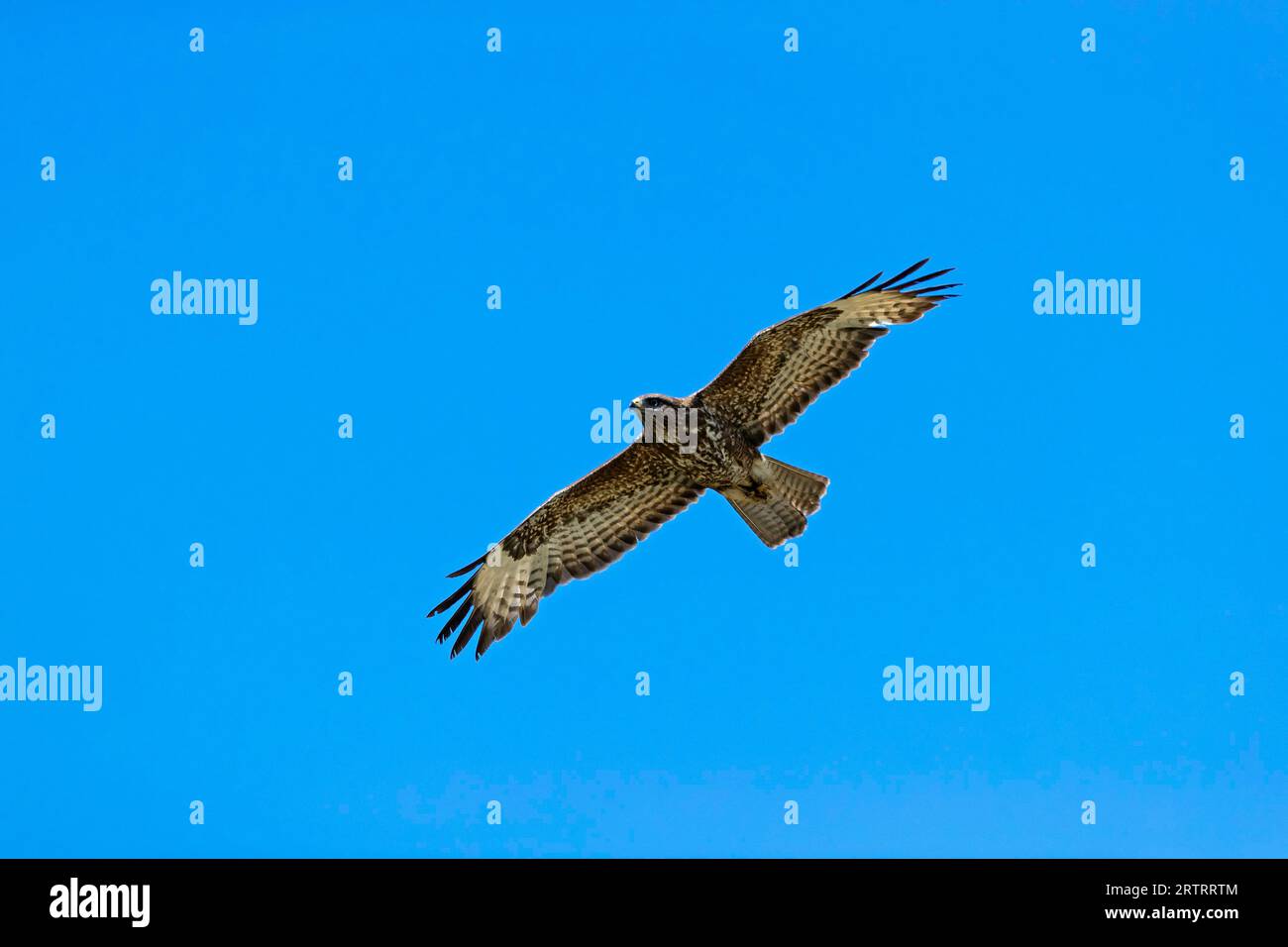Common steppe buzzard (Buteo buteo) in flight, Common Buzzard in flight ...