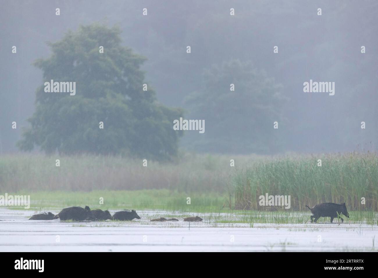 Wild boar, due to their good adaptability and high reproduction rate ...