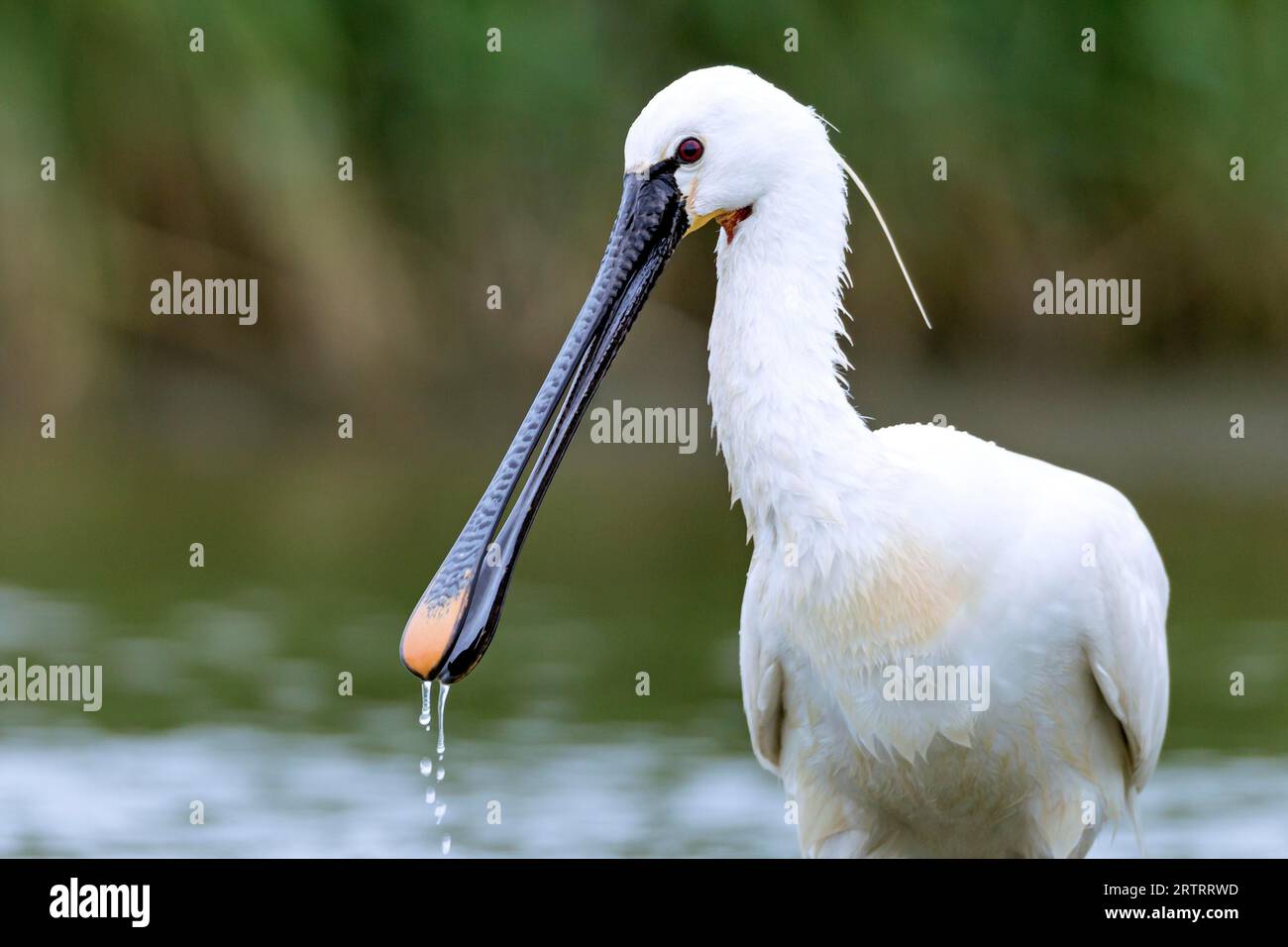 Spoonbills reach a body length of 80, 90cm (Spoonbill) (Photo Spoonbill ...