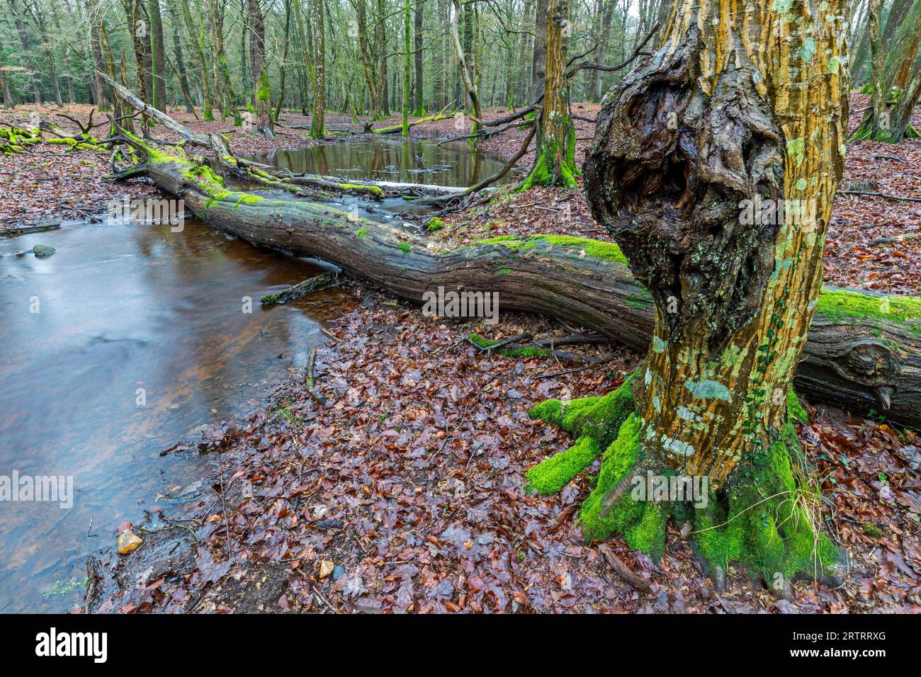 Forest brook in einem Mischwald, Forest stream in a mixed forest ...