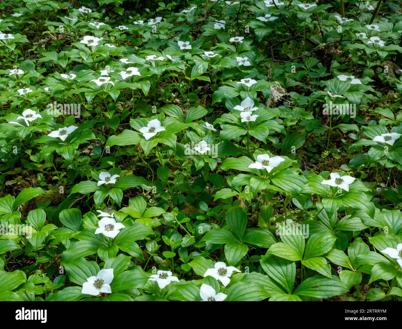 Rain forest ground cover hi-res stock photography and images - Alamy