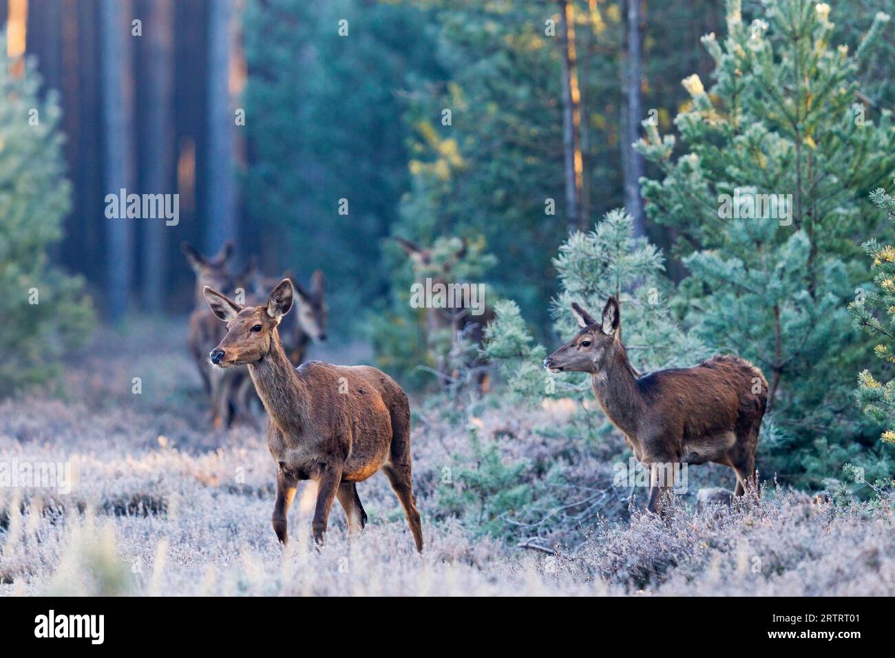 Red Deer (Cervus elaphus), the females usually finish their physical ...