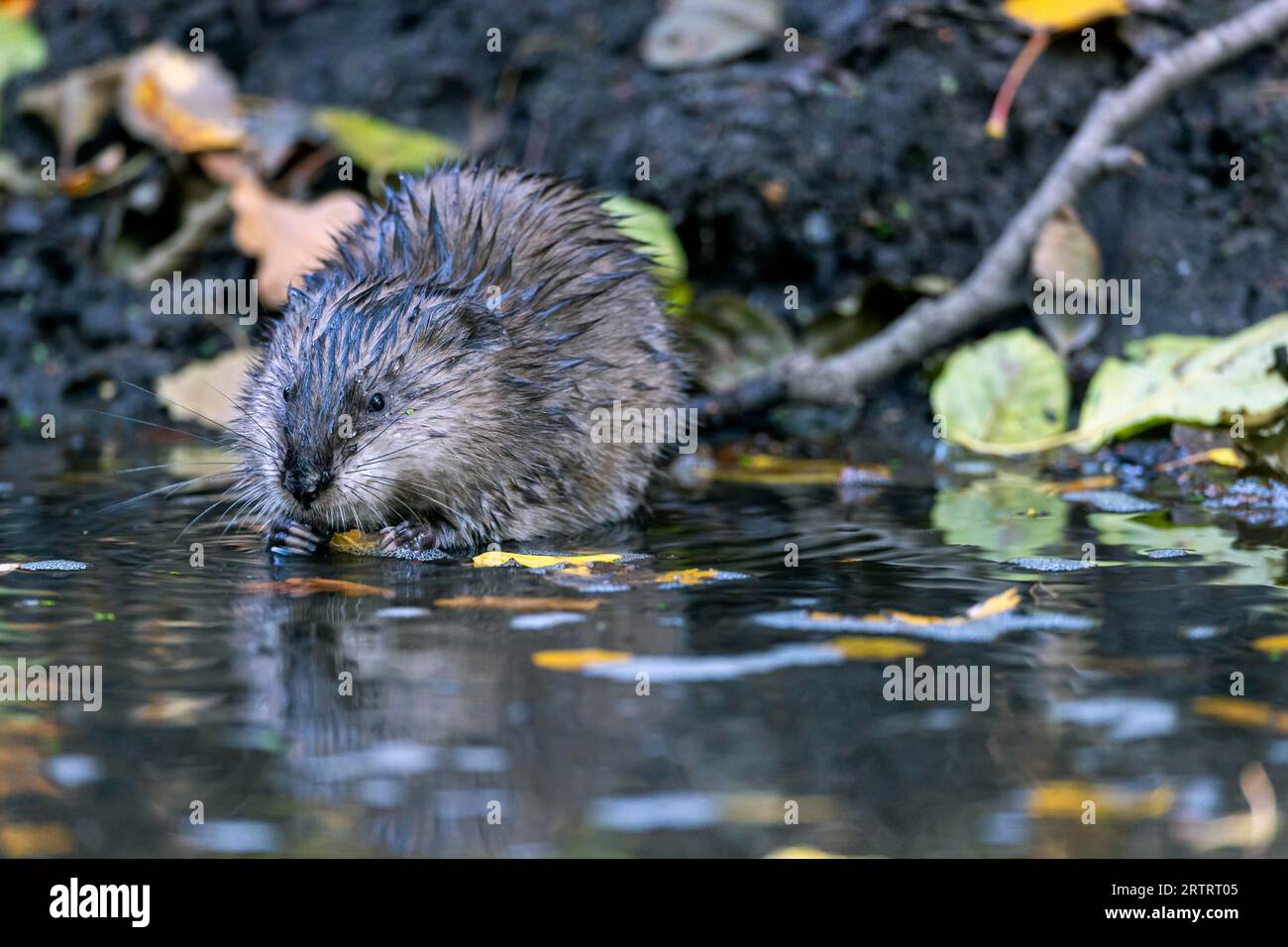 Muskrats (Ondatra zibethicus) are water-bound rodents (Photo Muskrat ...