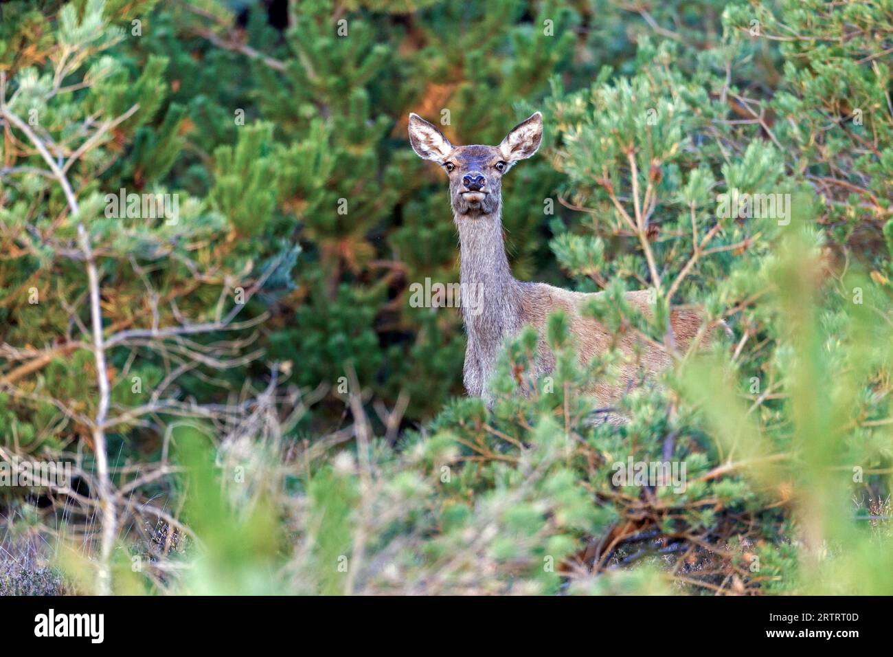 Rottier hi-res stock photography and images - Alamy