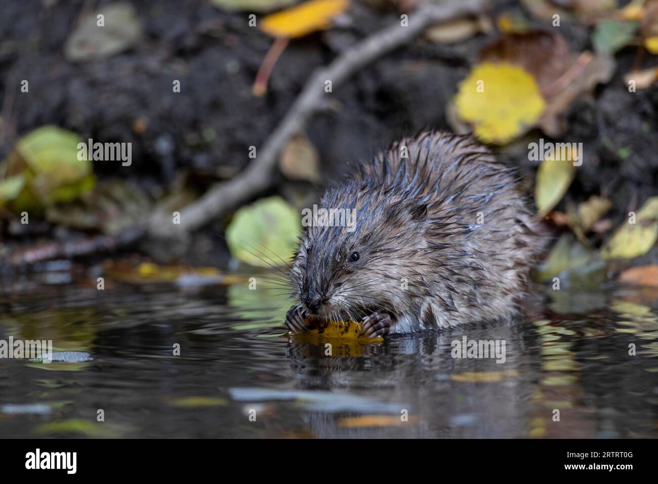 Muskrat (Ondatra zibethicus), when they walk on land, their long tails ...
