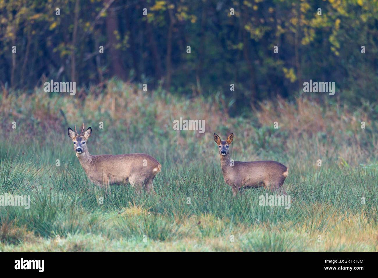 European roe deer (Capreolus capreolus) and doe on a bog meadow, Roe ...