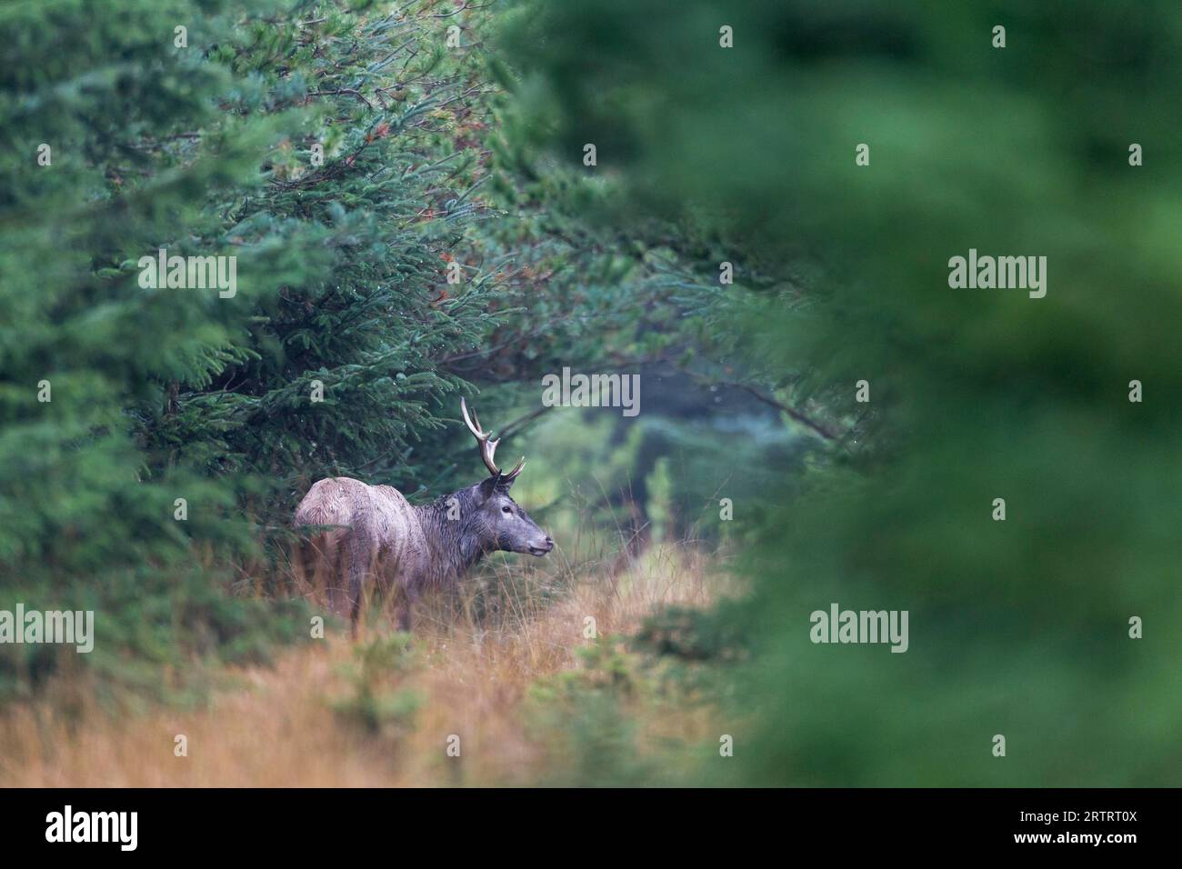 Red deer (Cervus elaphus), dominant stags follow groups of hinds and ...