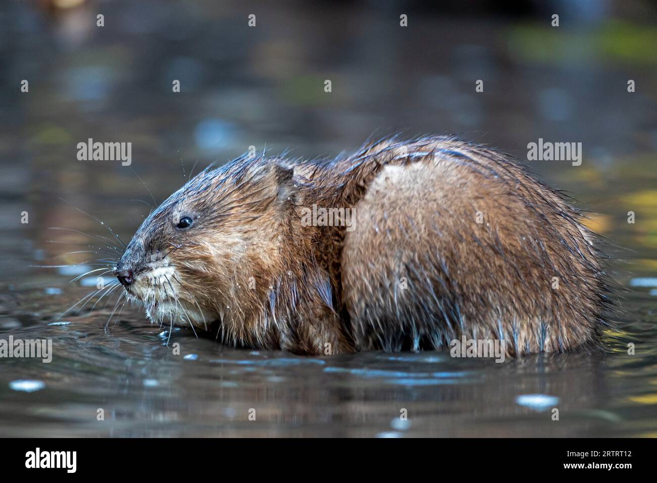 Tail of muskrat hi-res stock photography and images - Alamy