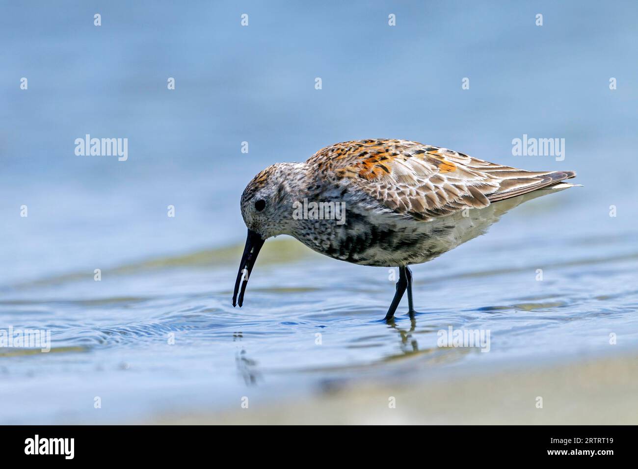 Dunlin (Calidris alpina) are starling-sized waders (Photo Dunlin in ...