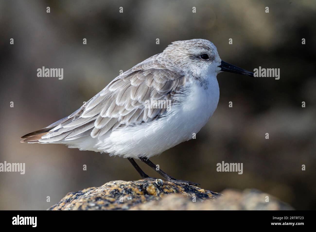 Sanderling (Calidris alba) reaches a body length of 20, 22 cm (Photo ...