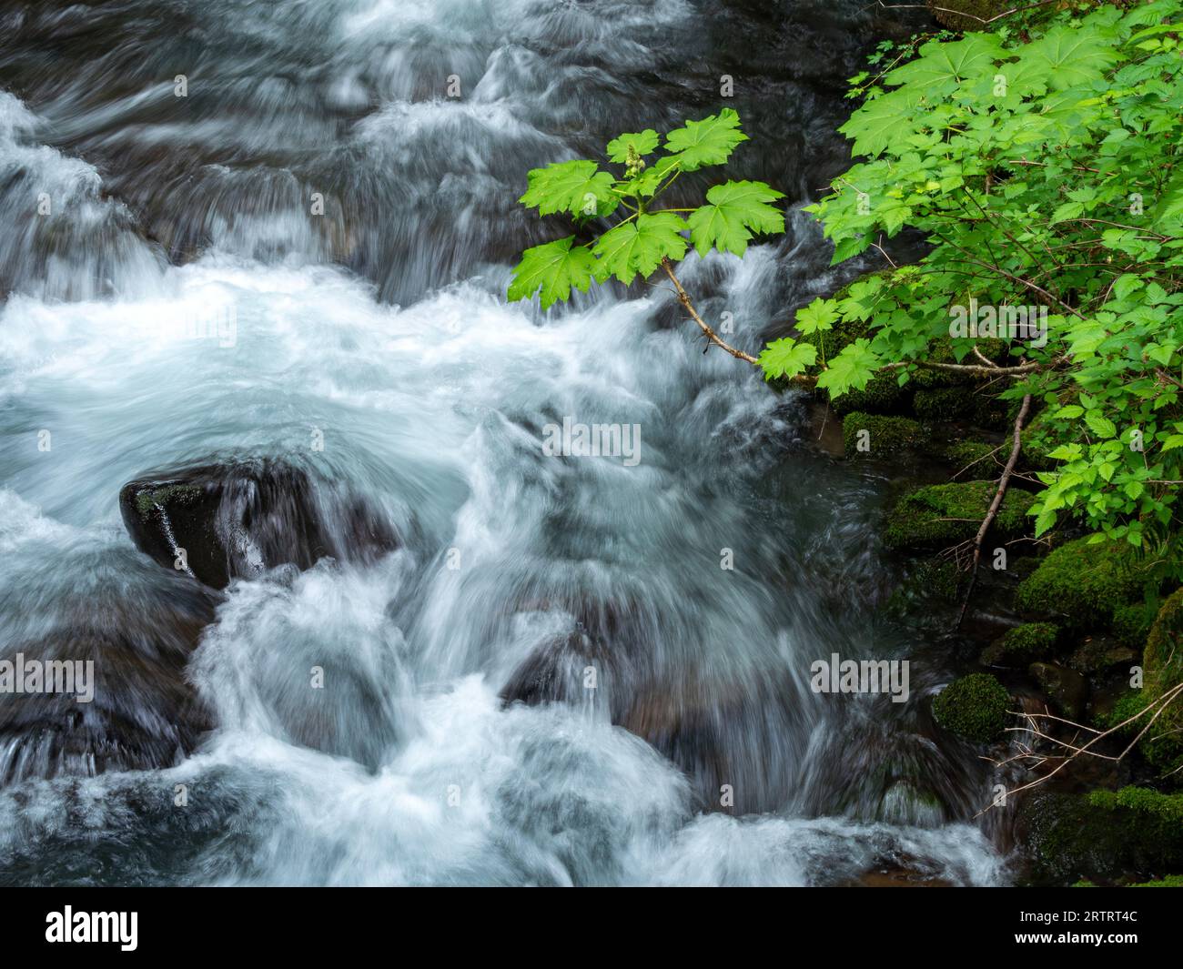 Devil's club bush hi-res stock photography and images - Alamy