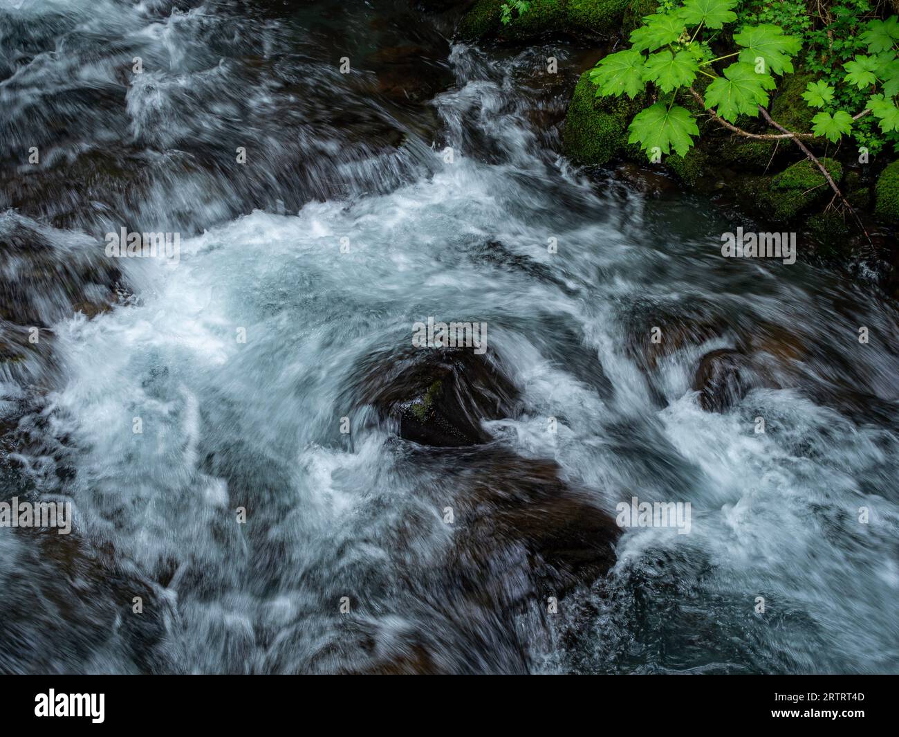 WA23666-00...WASHINGTON - A branch of a Devil's Club bush hanging over ...
