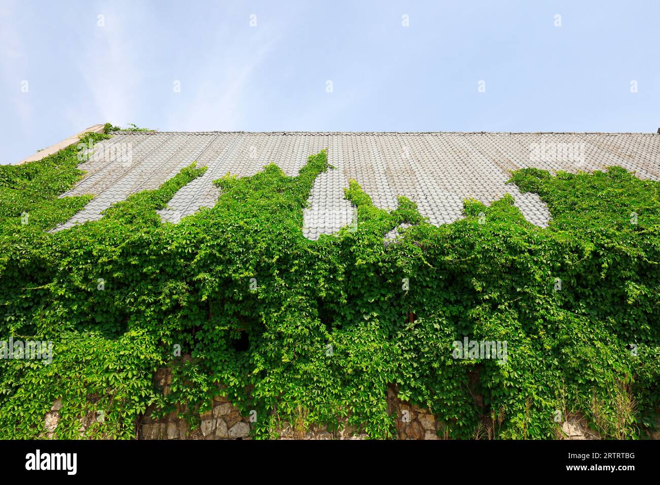 Vine roof gardening hi-res stock photography and images - Alamy