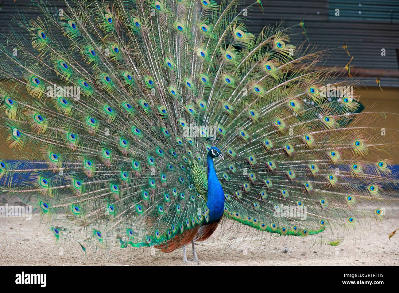 peacock in a farm Stock Photo - Alamy