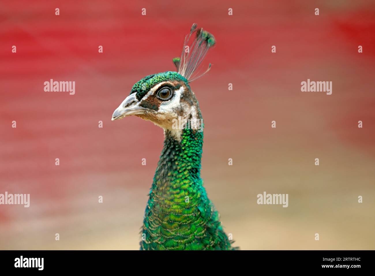 peacock in a farm Stock Photo - Alamy