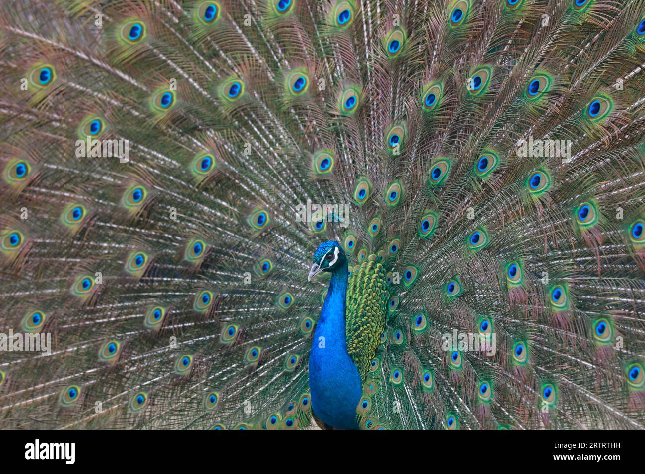 peacock in a farm Stock Photo - Alamy