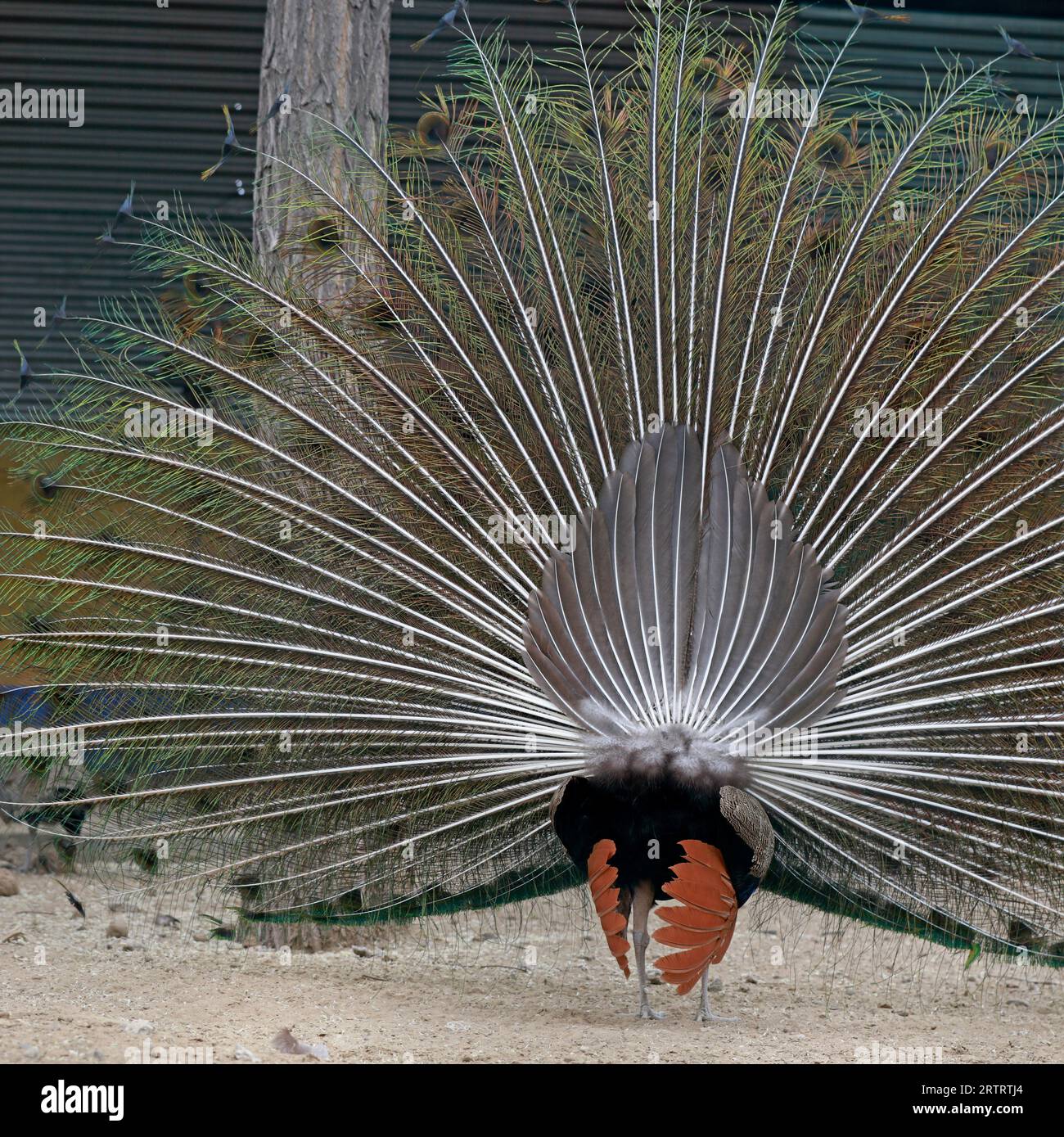 Peacock tail close-up Stock Photo - Alamy
