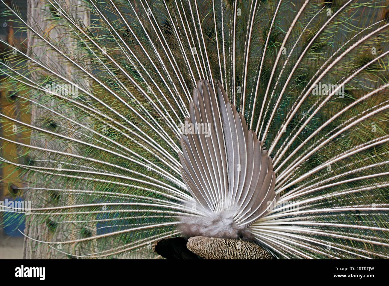 Peacock tail close-up Stock Photo - Alamy