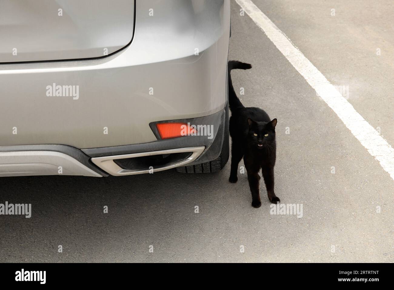 Scary black cat lucky halloween hi-res stock photography and images - Alamy