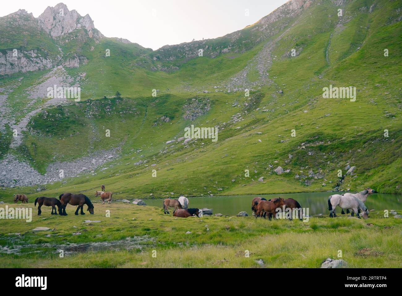 horses in the fields in the Pyrenees. High quality photo Stock Photo ...