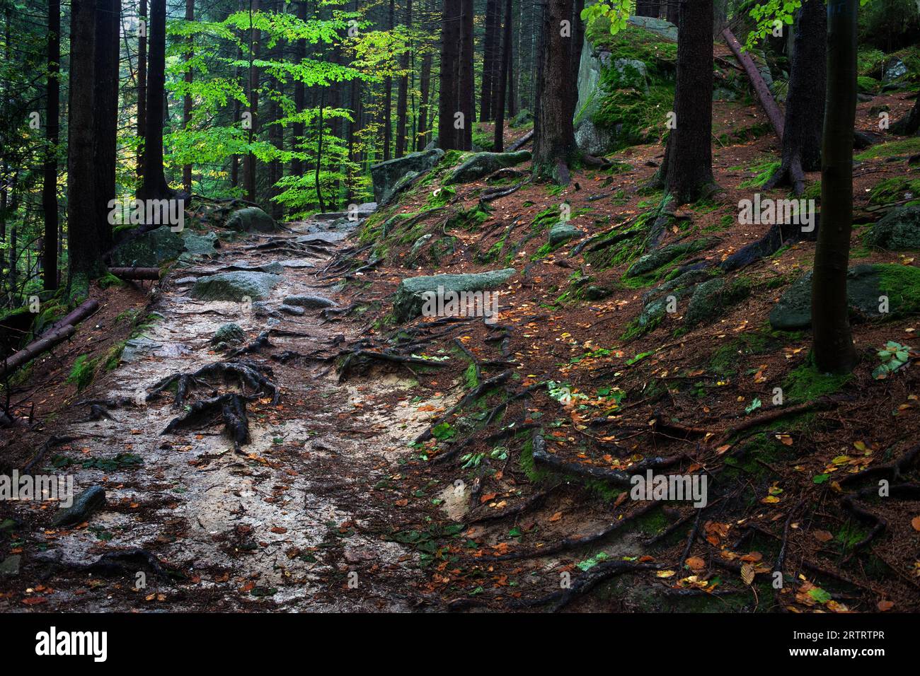 Conservation national park hi-res stock photography and images - Alamy