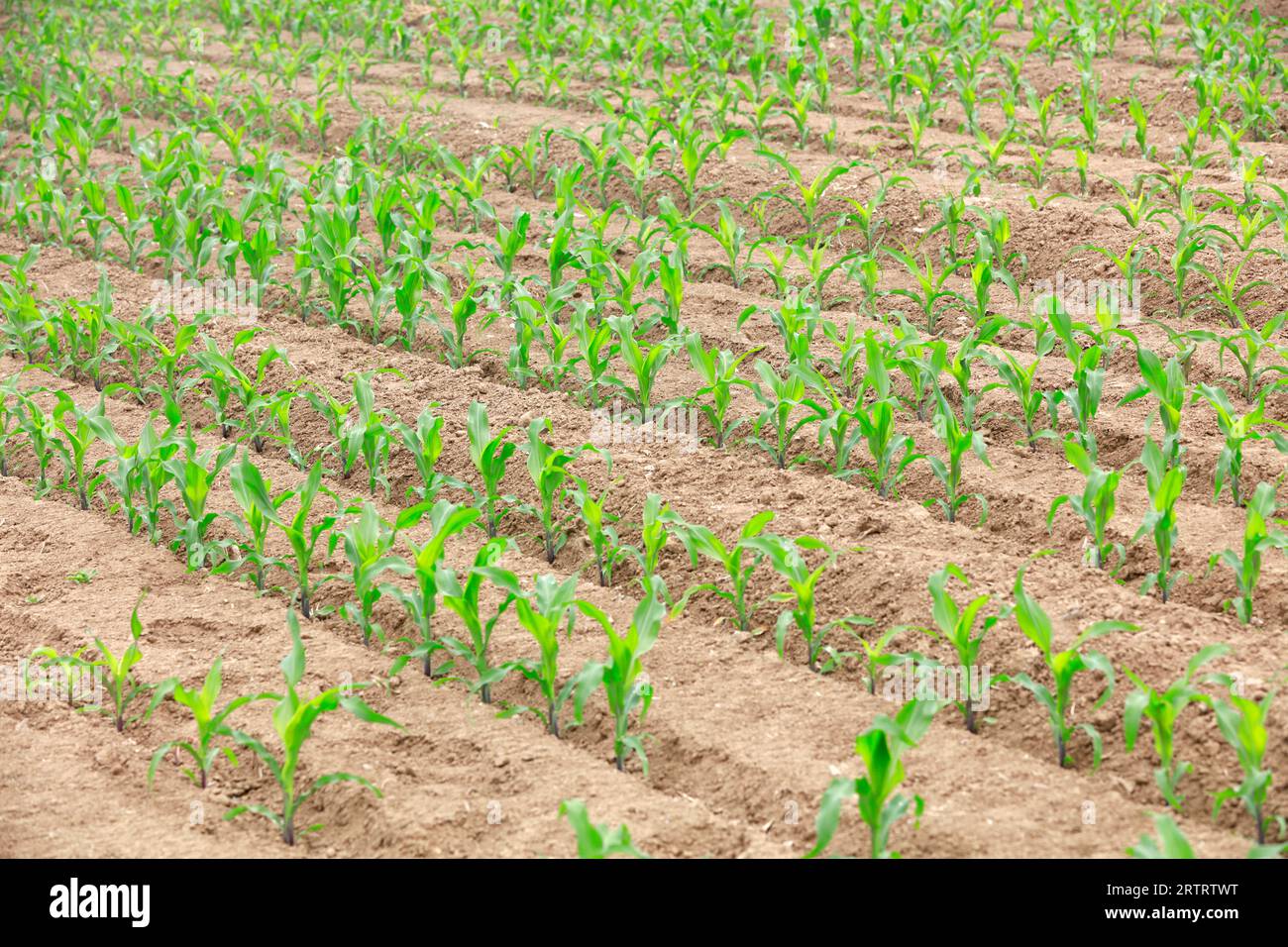 corn plants in the field Stock Photo - Alamy