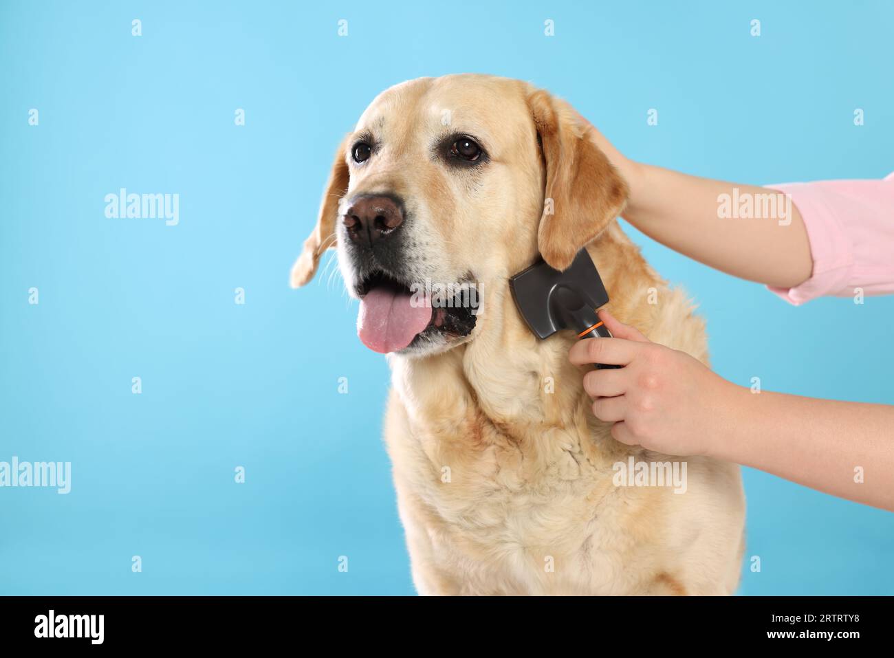 Woman brushing cute Labrador Retriever dog on light blue background ...